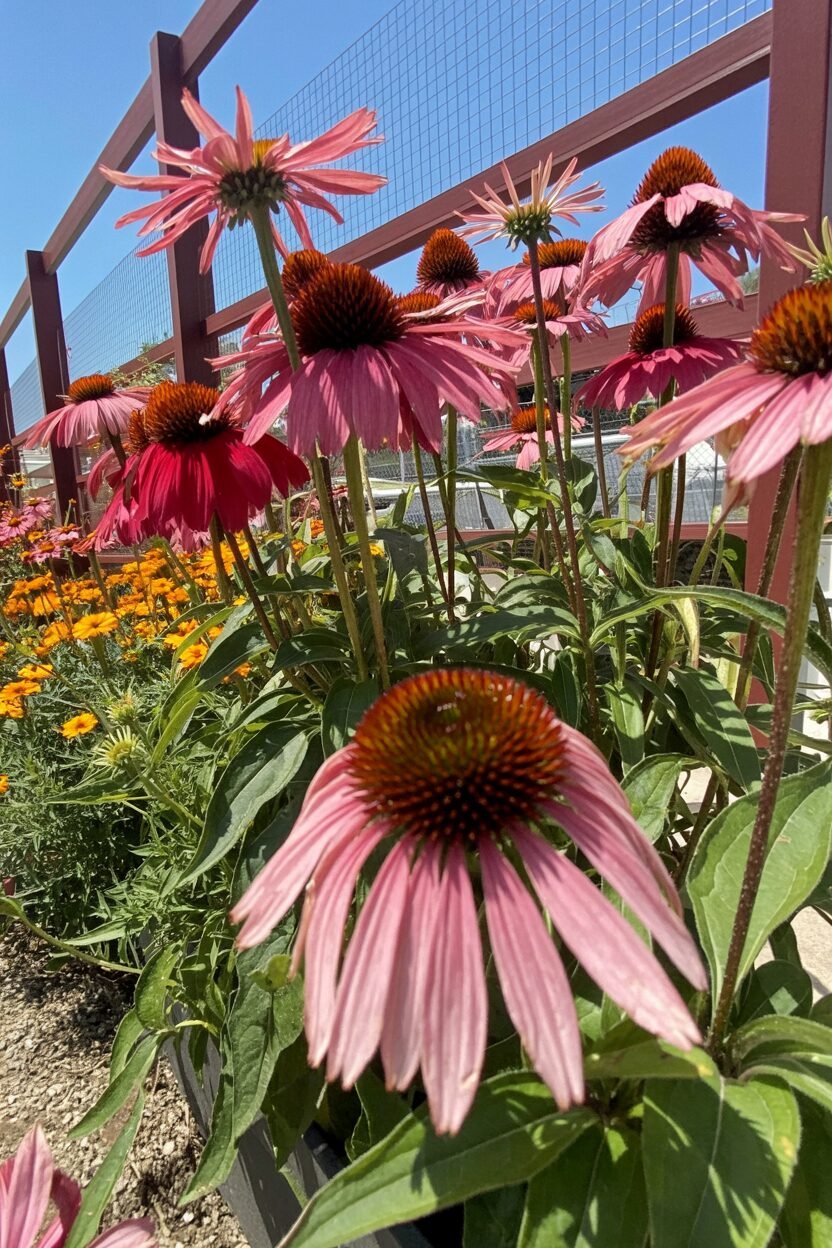 10 Full Sun Perennials for Low-Maintenance Container Gardens (Lazy ...