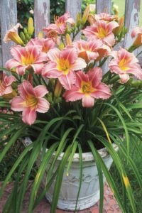 10 Full Sun Perennials for Low-Maintenance Container Gardens (Lazy ...